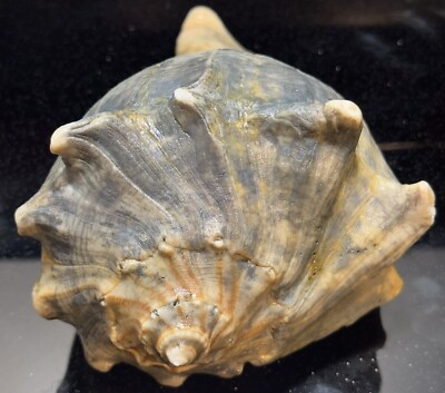 RARE Fossilized WHELK Shell From North Carolina Coast Orange / Gray ...