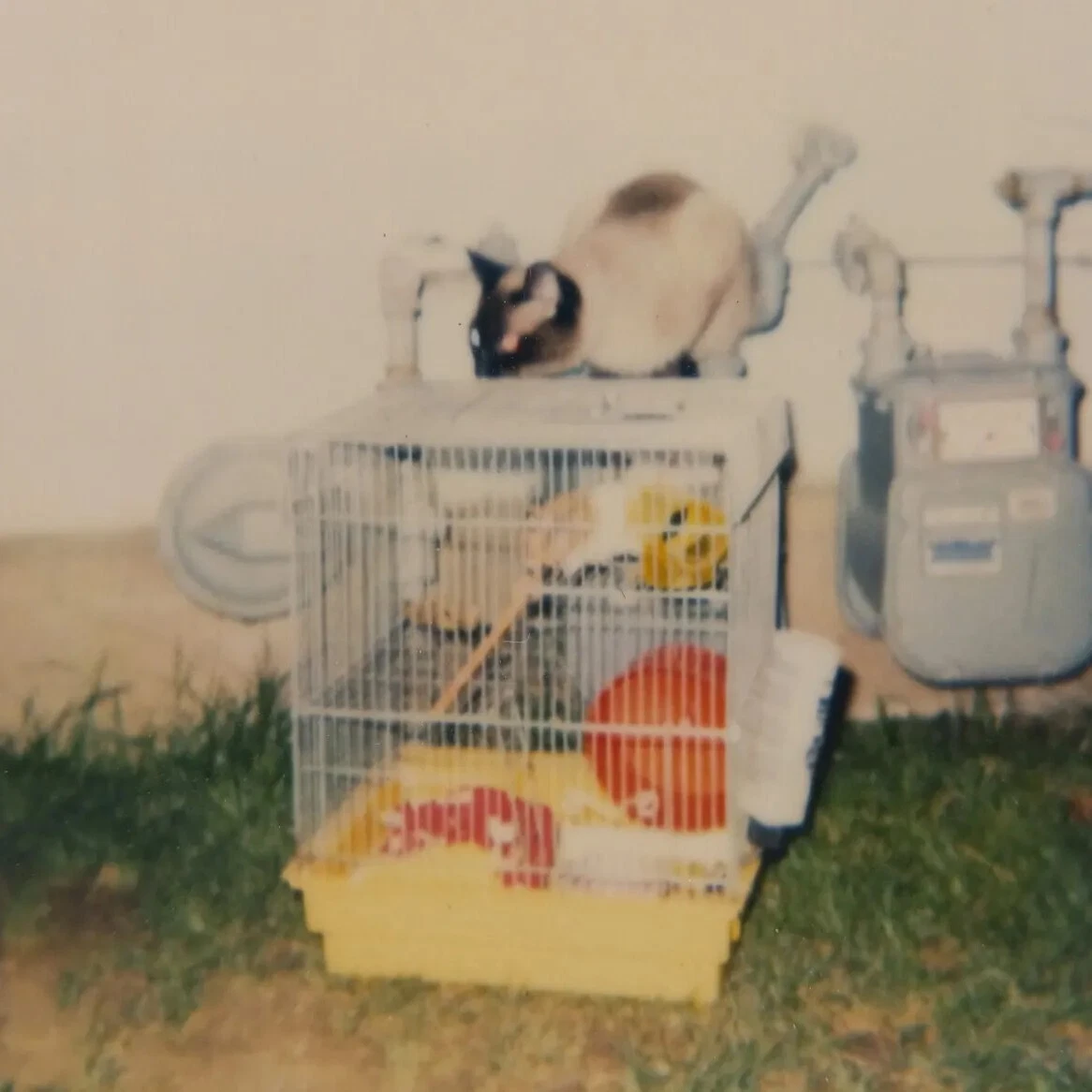 Cute Hamsters Cages