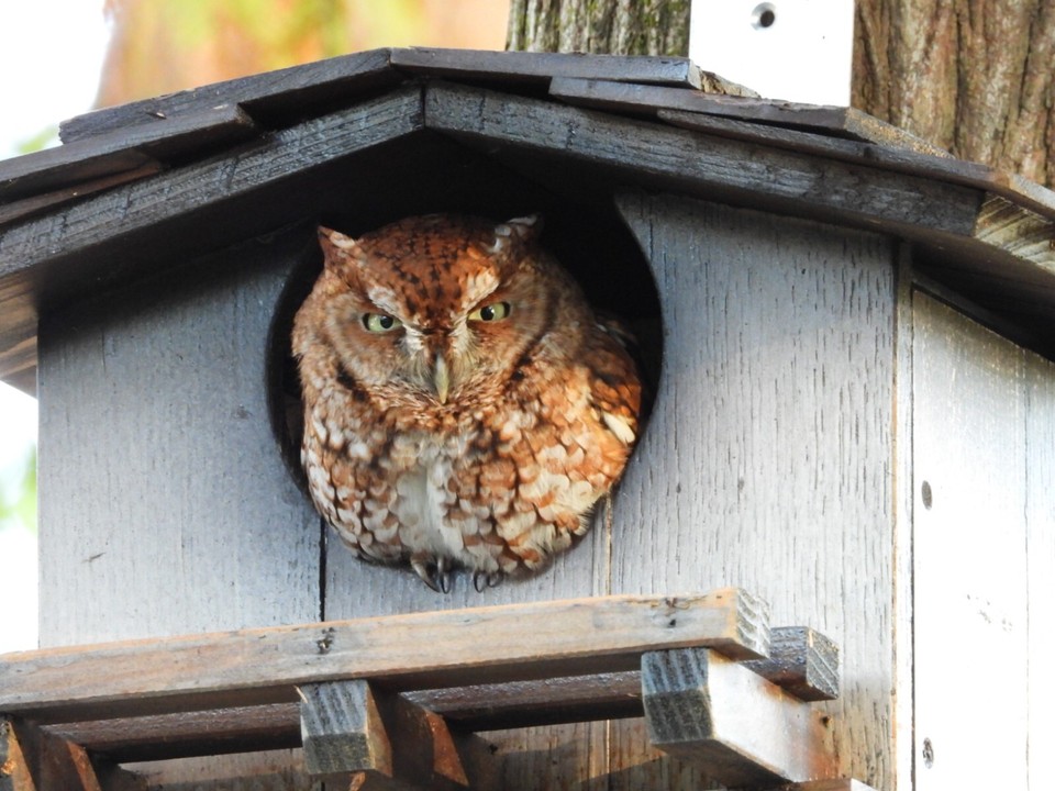 Premium Screech Owl House; Rustic Handmade Owl Nesting Box, Owl nesting ...