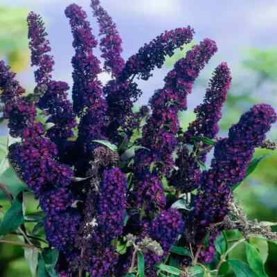 Buddleia Magda's Gold Knight in 2L pot Butterfly Bush | eBay UK