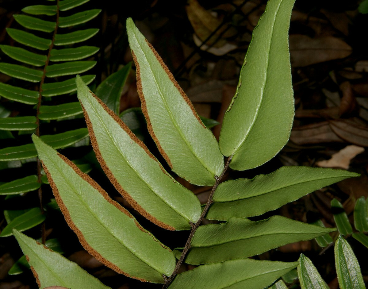 Fern spore - Pellaea paradoxa (Large-leaved Sickle Fern) | eBay