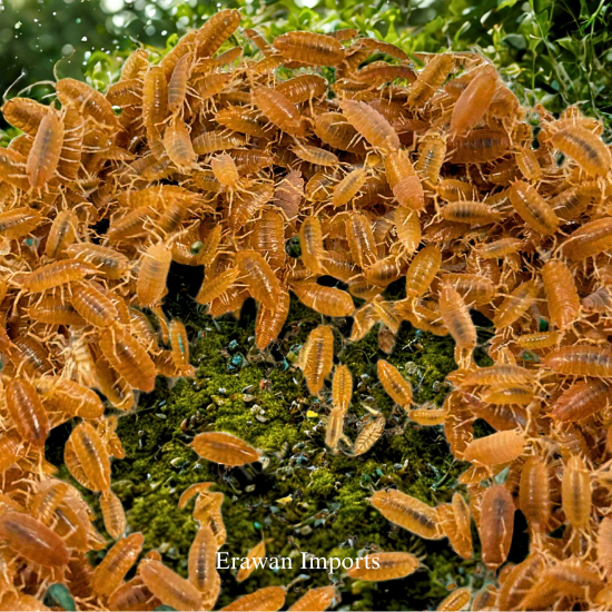 100–500 Powder Orange Isopods | Live Bioactive Cleanup Crew | Free ...