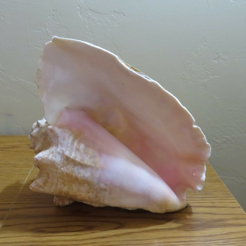 Large Gorgeous Conch Sea Shell Shore Beach Tropical Ocean Decor | eBay