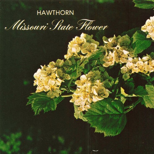 Missouri MO State Flower Hawthorn Roses Red Haw Tree Unused Ephemera ...
