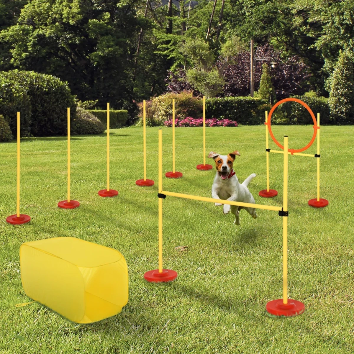 Dog Agility Training Equipment