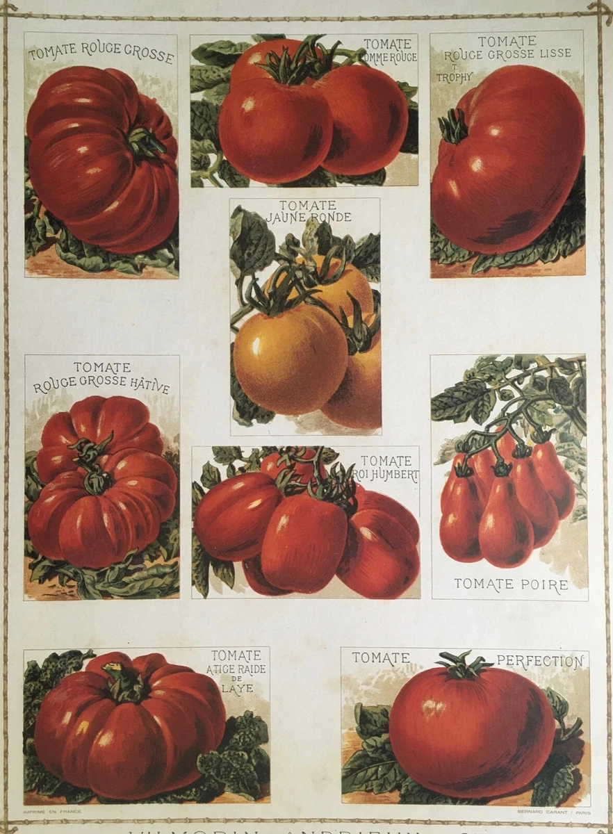 Vintage Tomato Illustrations