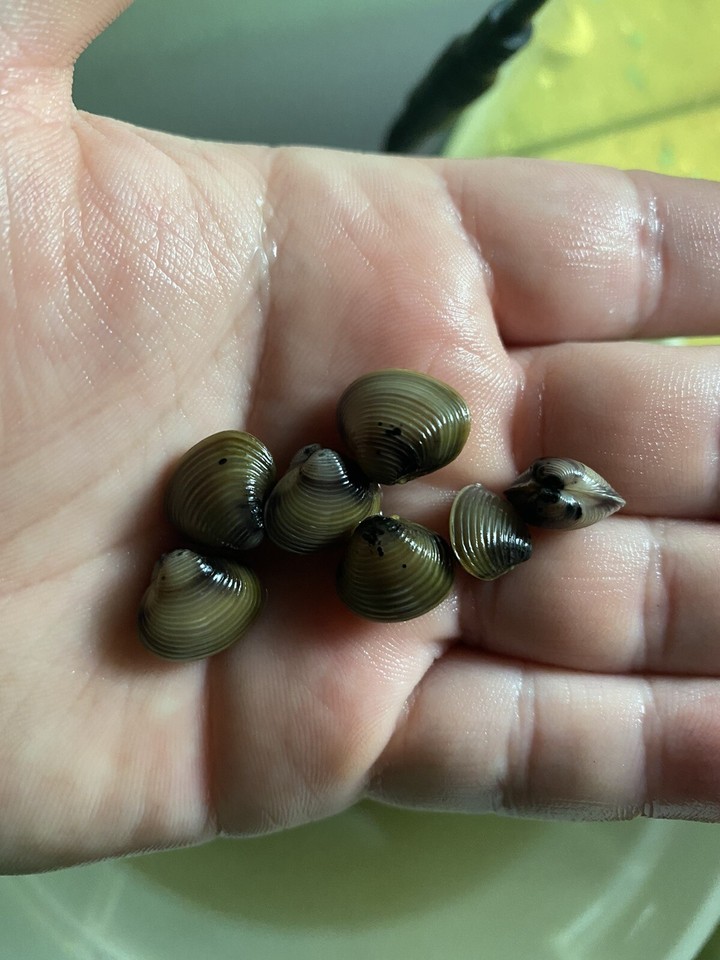 ***NEW ITEM - 10 BABY CLAMS Live Freshwater Clams: Perfect For ...