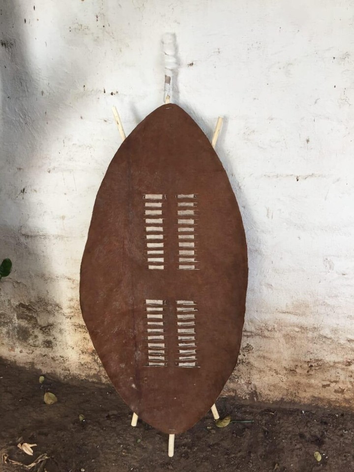 XXL Zulu Shield 145cm Brown White Isihlangu Cowhide African Warrior ...