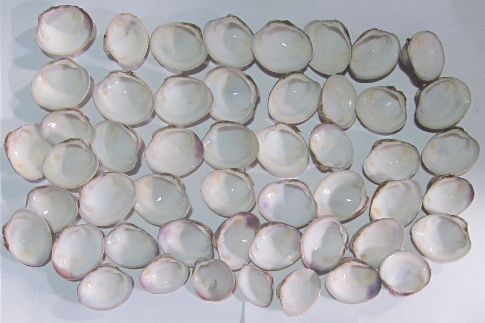Lot of 50 Chesapeake Bay Littleneck Clam Half Shells 1 1/2" - 2" | eBay