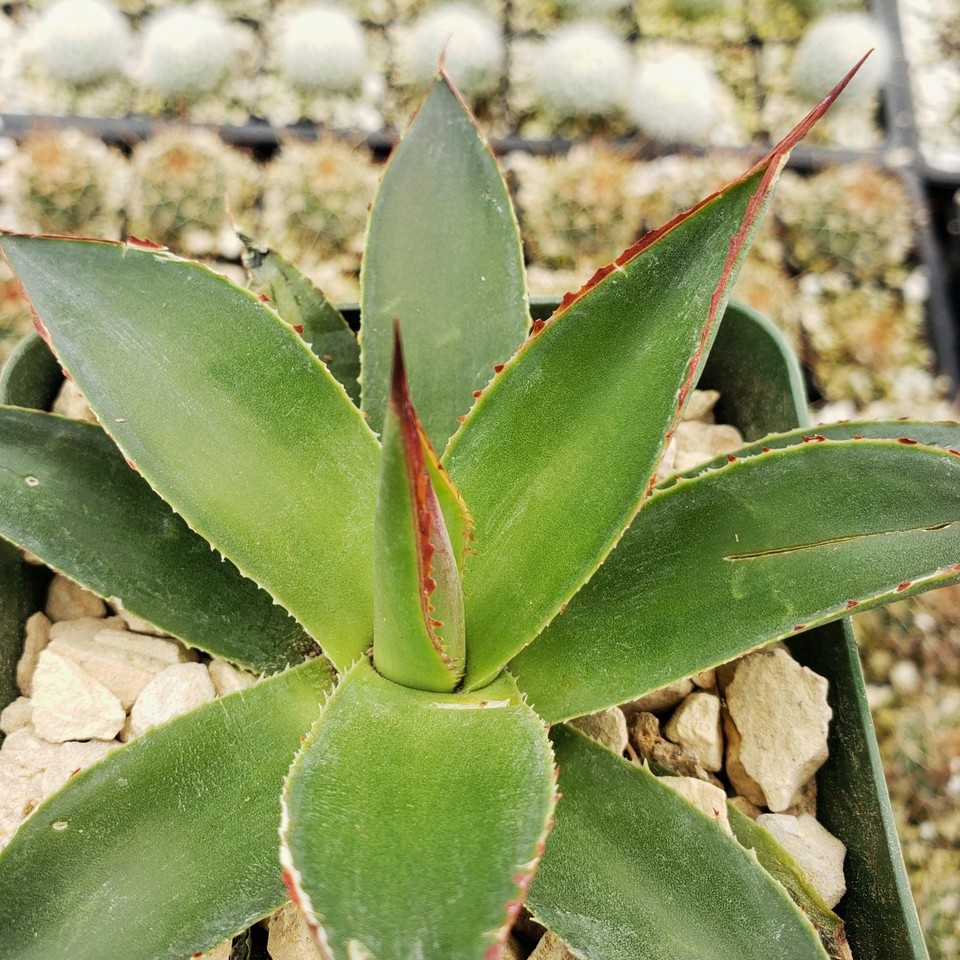 Agave Blue Glow cactus Cacti Succulent real live plant | eBay