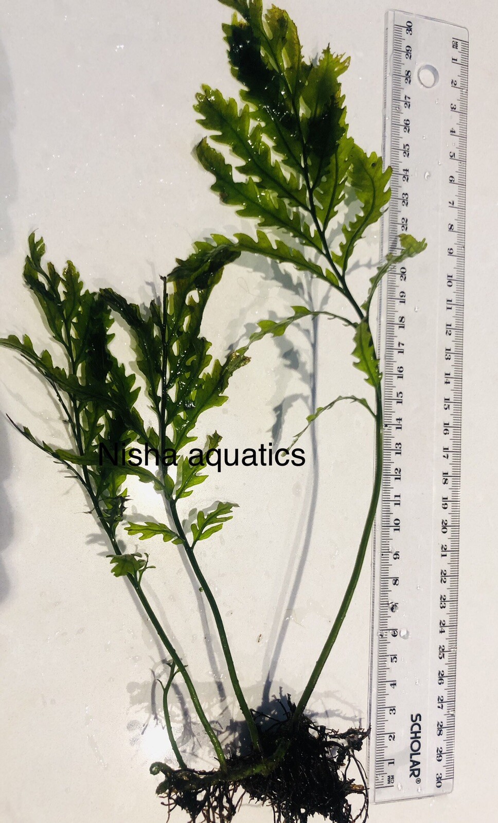 ONE Bolbitis heudelotii/ African water Fern for fish/shrimp/planted ...