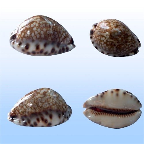 Cypraea histrio, La Digue Isl., Seychelles, 61,8 mm, SUPERB SPECIMEN ...