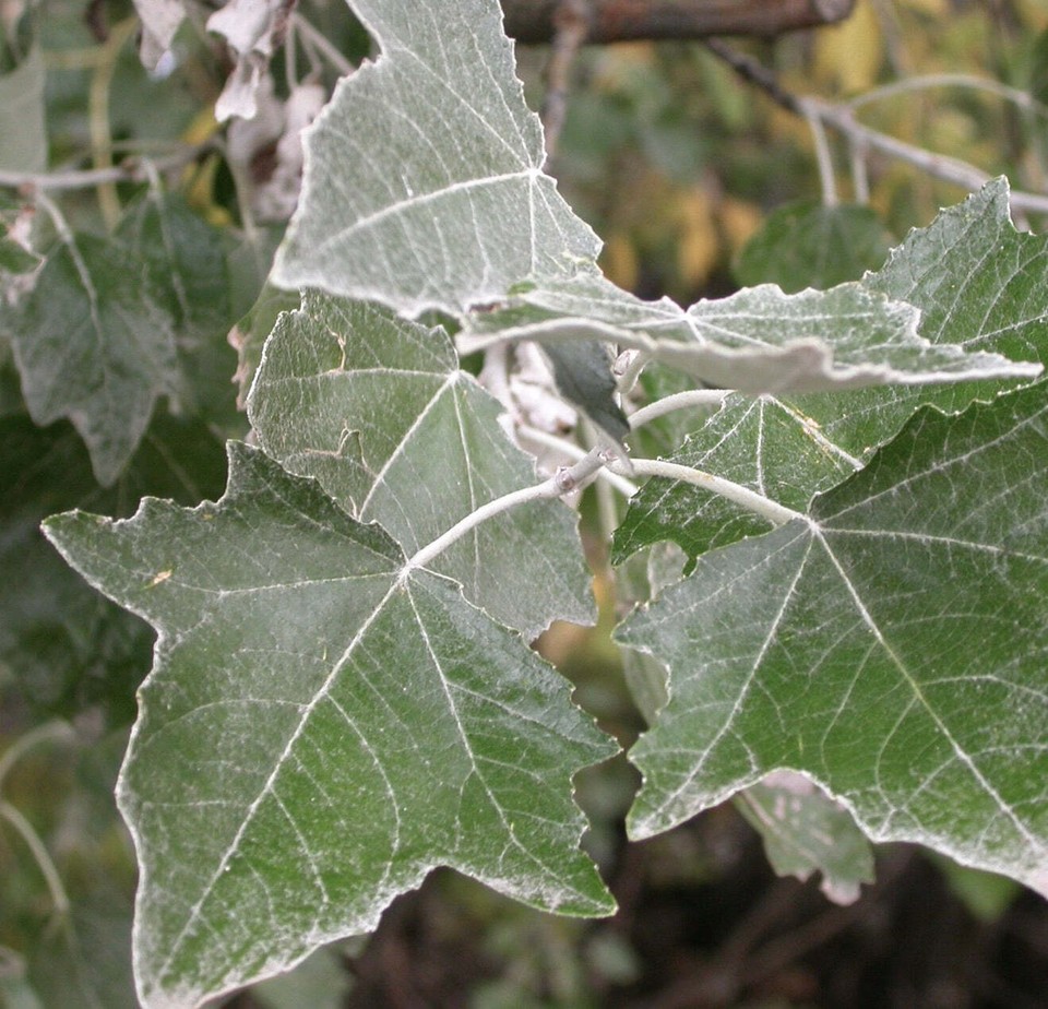 Populus alba - White Poplar | eBay