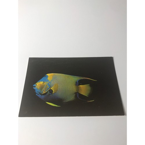Queen Angelfish Postcard Bermuda Aquarium Museum and Zoo Chrome Divided ...