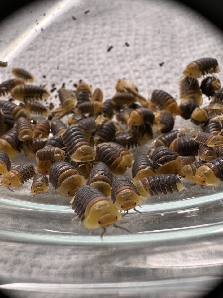 12+ Cubaris Rubber Ducky Isopods~Bioactive CUC~Rare Isopod~LAG | eBay