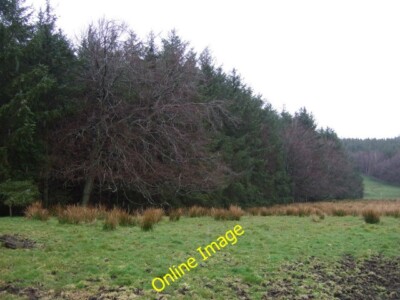 Photo 6x4 Grazing and woodland, Edge Hill Blenkinsopp Hall c2013 | eBay UK