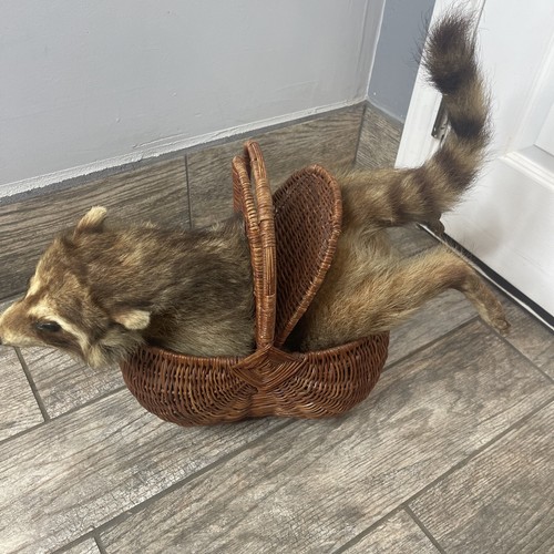 Taxidermy RARE, Cinnamon color Double Wall Mount, RACCOON | eBay