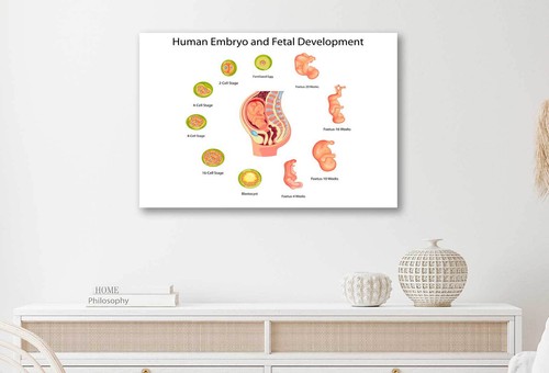 Human Embryo & Fetal Development Diagram Plastic Poster Ready to Hang ...