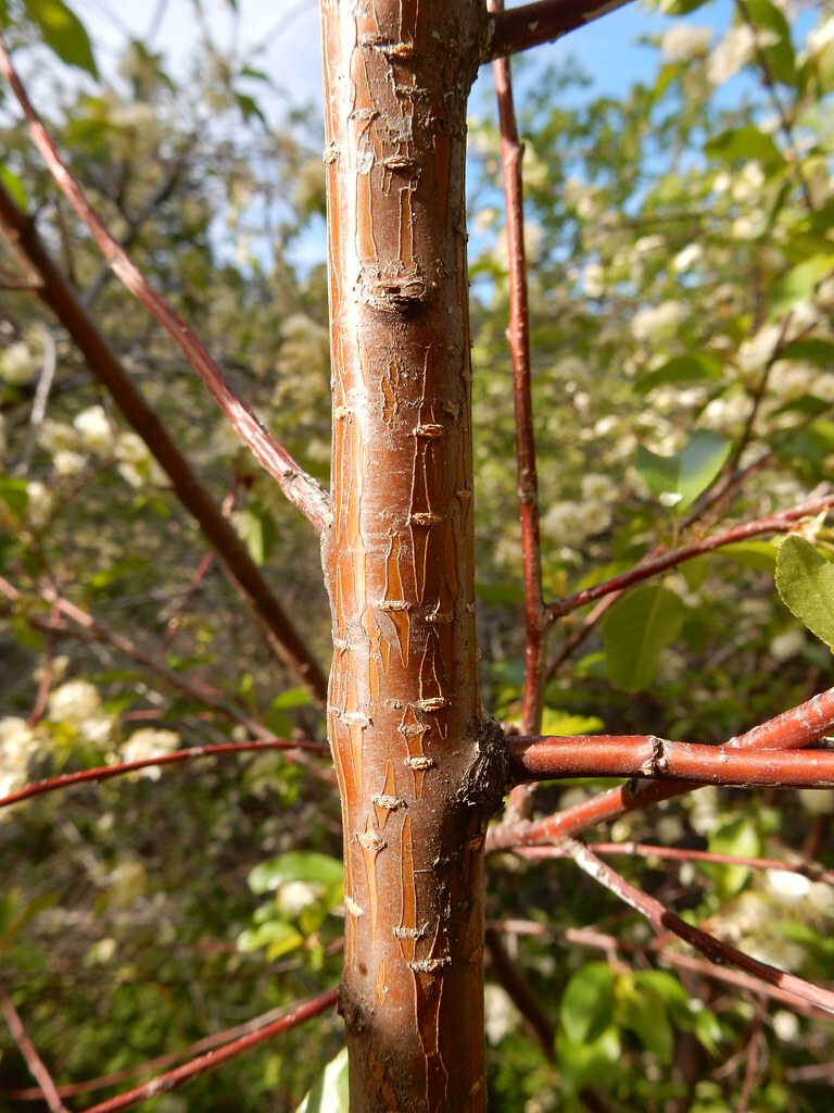 Prunus Emarginata Tree