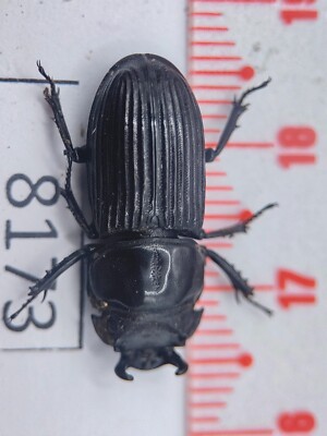 8173**insects Lucanidae, Nigidius sp from Vietnam Central-Da Nang** | eBay