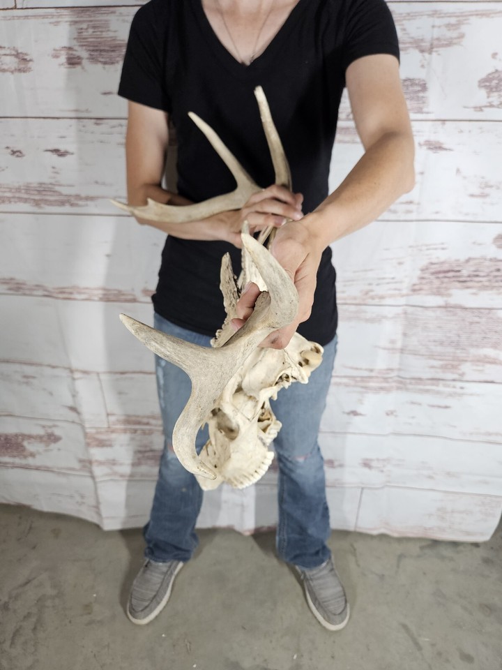 Wild 8 Point Whitetail Deer Antler Rack Horn Sheds Taxidermy Droptine ...