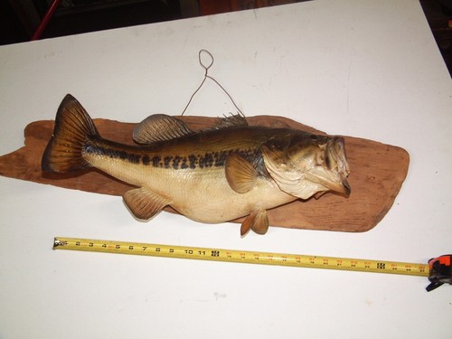 Antique REAL SKIN, Bass, Fish Mount, TAXIDERMY 20 X 10 X 8 | eBay