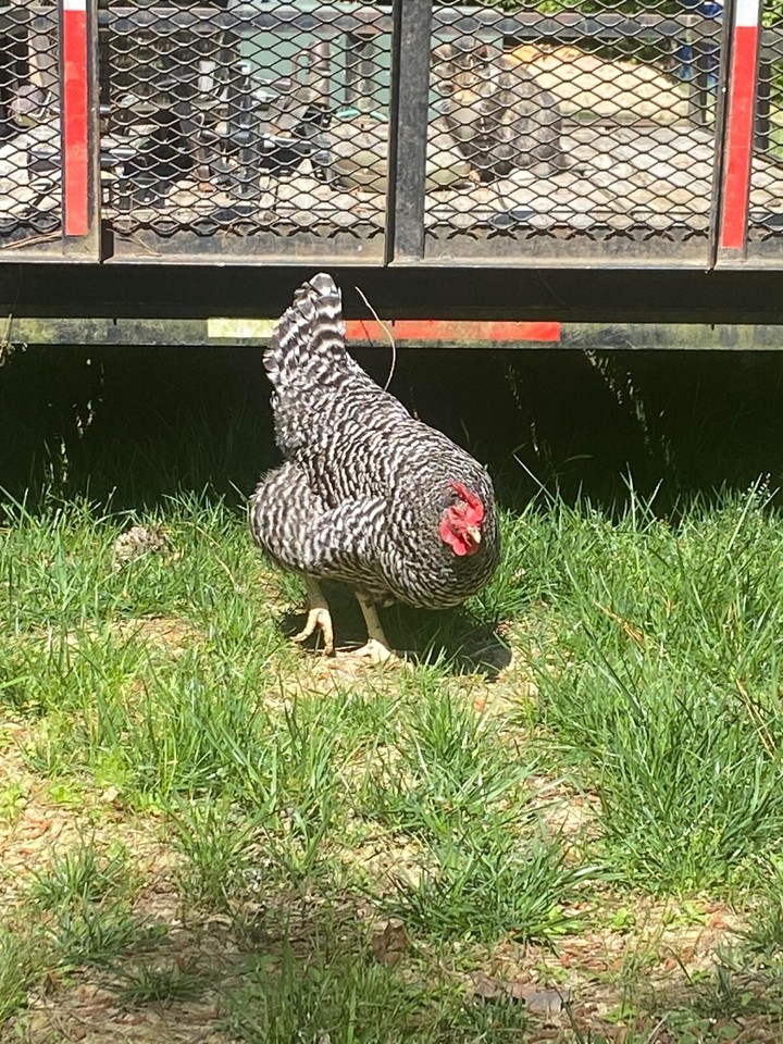 Heritage Barred Plymouth Rock hatching eggs, 12+2 | eBay