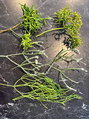Rhipsalis 3 assorted 6 Pieces pilocarpa, campus-portoana, cereuscula ...