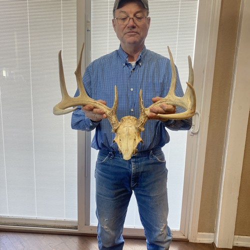 Nice 130” - 9 point rack Wild Whitetail Deer Antler shed | eBay