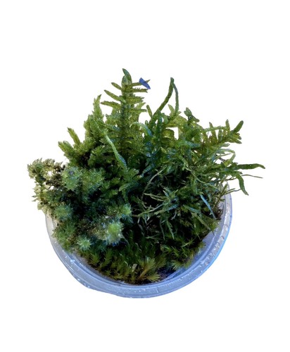 Live Moss Mini Sampler 80ml - Terrarium Mossarium Vivarium - Assorted ...