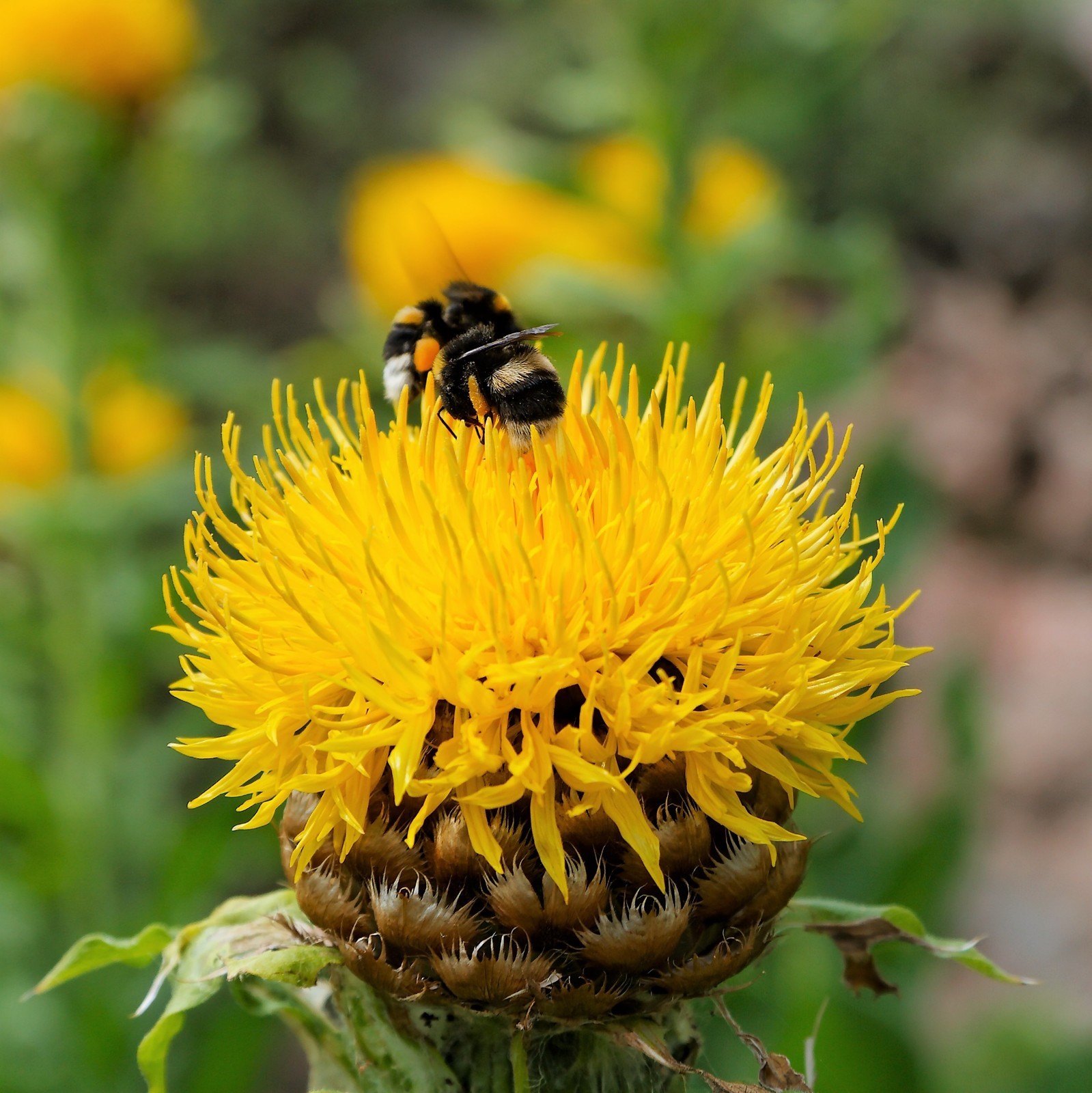 500 MIXED SWEET SULTAN Imperialis Mix Amberboa Moschata Centaurea ...