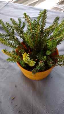 Fresh Cut Fir Evergreen Boughs, Branches for Holiday, Christmas ...