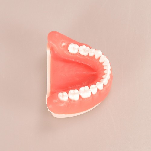 Maxillary+Mandibular Tooth Extraction Practice Model Dental Typodont ...