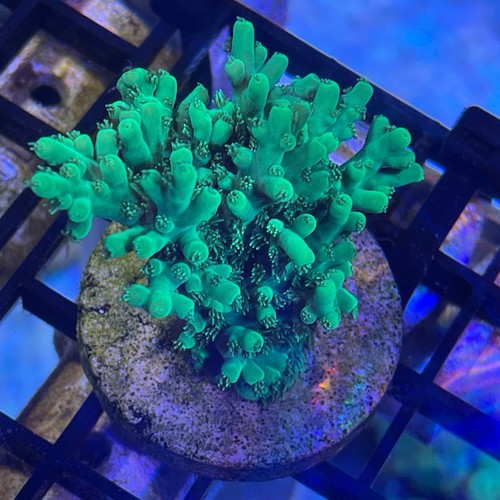 Neon Green Tabling Acropora Acro SPS Coral SPS Tabling Acro Easy ...