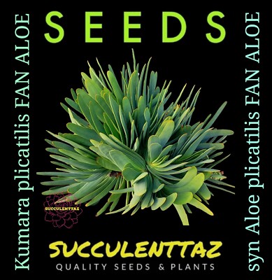 Kumara plicatilis FAN Aloe 15 x Seeds SUCCULENT CACTUS Gasteria ...