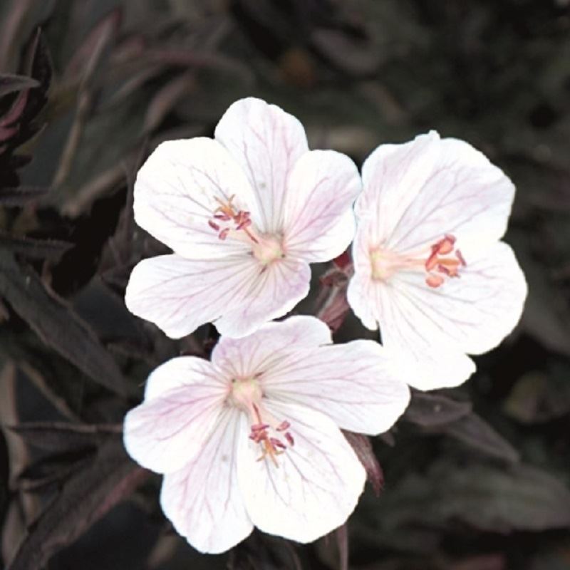 Hardy Geranium Midnight Ghost Plant in a 17cm Pot Cranesbill | eBay UK