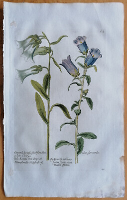 Campanula Bellflower - Large Botanical Print Knorr Thesaurus - 1789 | eBay