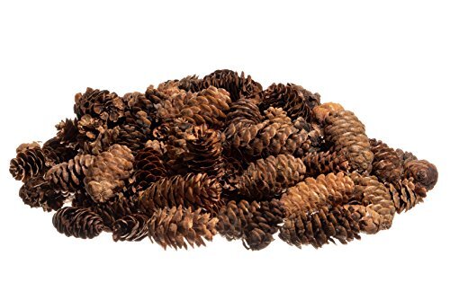 Pine Cones 400 Small Pine Cones 3/4" - 1 1/4" 24 oz Mini Black Spruce Pine Cones | eBay