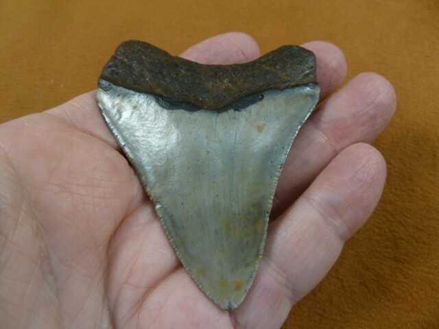 (S272-c) big 3" Fossil MEGALODON Shark Tooth Teeth JEWELRY love meg ...