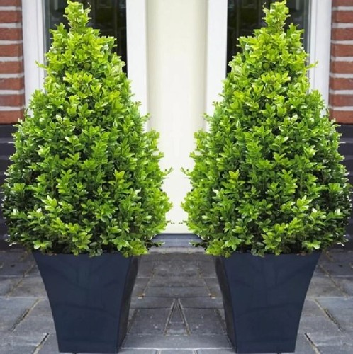 2 Real Buxus Evergreen PYRAMID Topiary Box Doorway Focal Point Plants ...