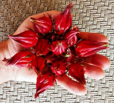 20 X NATIVE ROSELLA HIBISCUS SEEDS-JAM-BUSH TUCKER-COFFEE SUBSTITUTE ...