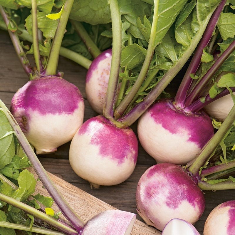 Vegetable - Turnip - Milan Purple Top - 500 Seeds - Combine Postage ...