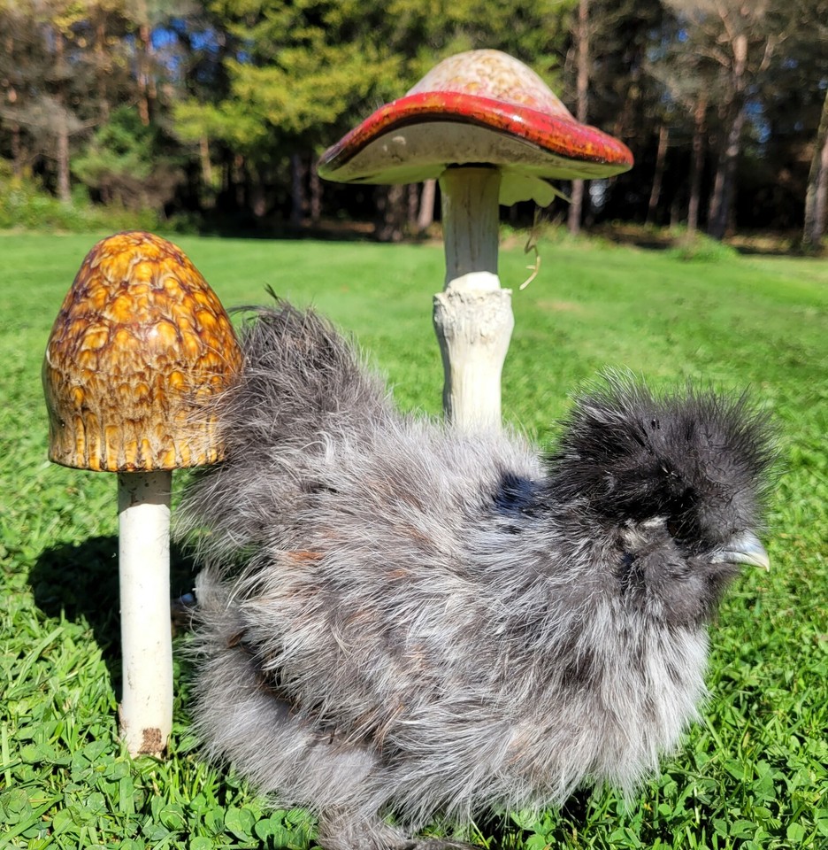 NPIP 12+ Assorted Fertile Silkie Hatching Chicken Ovals - Peony Puff ...