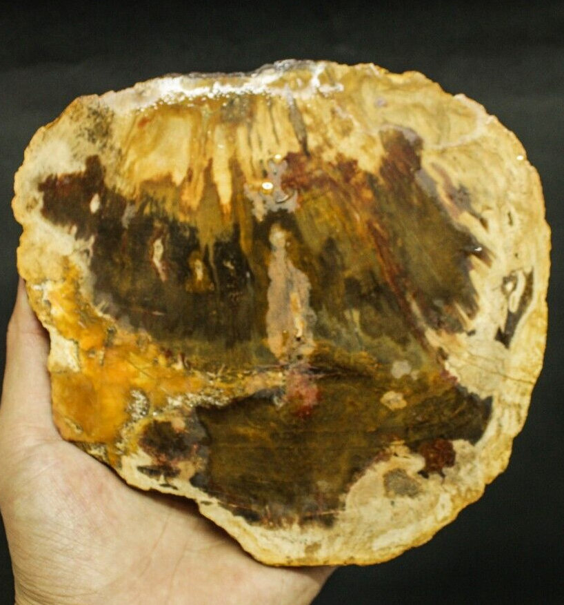 816GR BEAUTIFULL PICTURE VARIETY NATURAL MULTICOLOR PETRIFIED WOOD SLAB ...