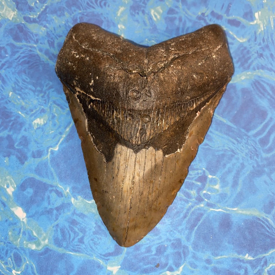 MEGALODON SHARK TOOTH 5.22” HUGE TEETH MEG SCUBA DIVER DIRECT FOSSIL NC ...