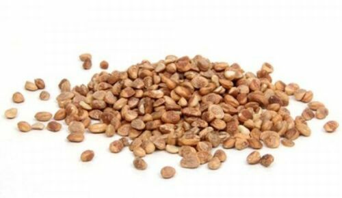 CHIRONJI SEEDS CHAROLI SEEDS Buchanania Lanzan Seed Natural Ayurvedic ...