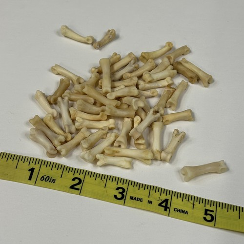 Lot Of 50 Real Taxidermy Coyote Knuckle Foot Bones Cleaned Unique Odd ...