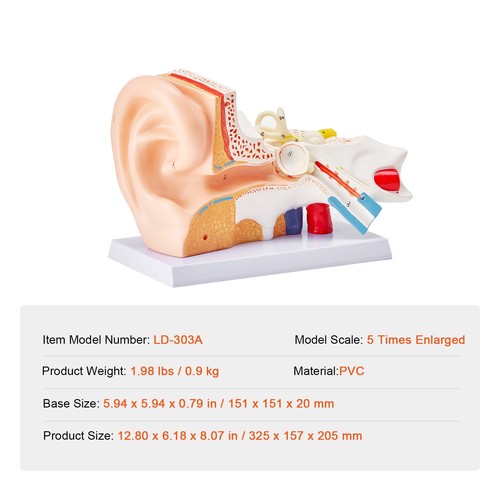 Uimoso Human Ear Anatomy Model Anatomical Ear Teaching Model 5 Times ...