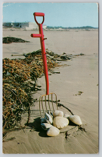 Postcard Pismo Beach, California, Clam Digging, Rake, Clams 1955 A590 ...