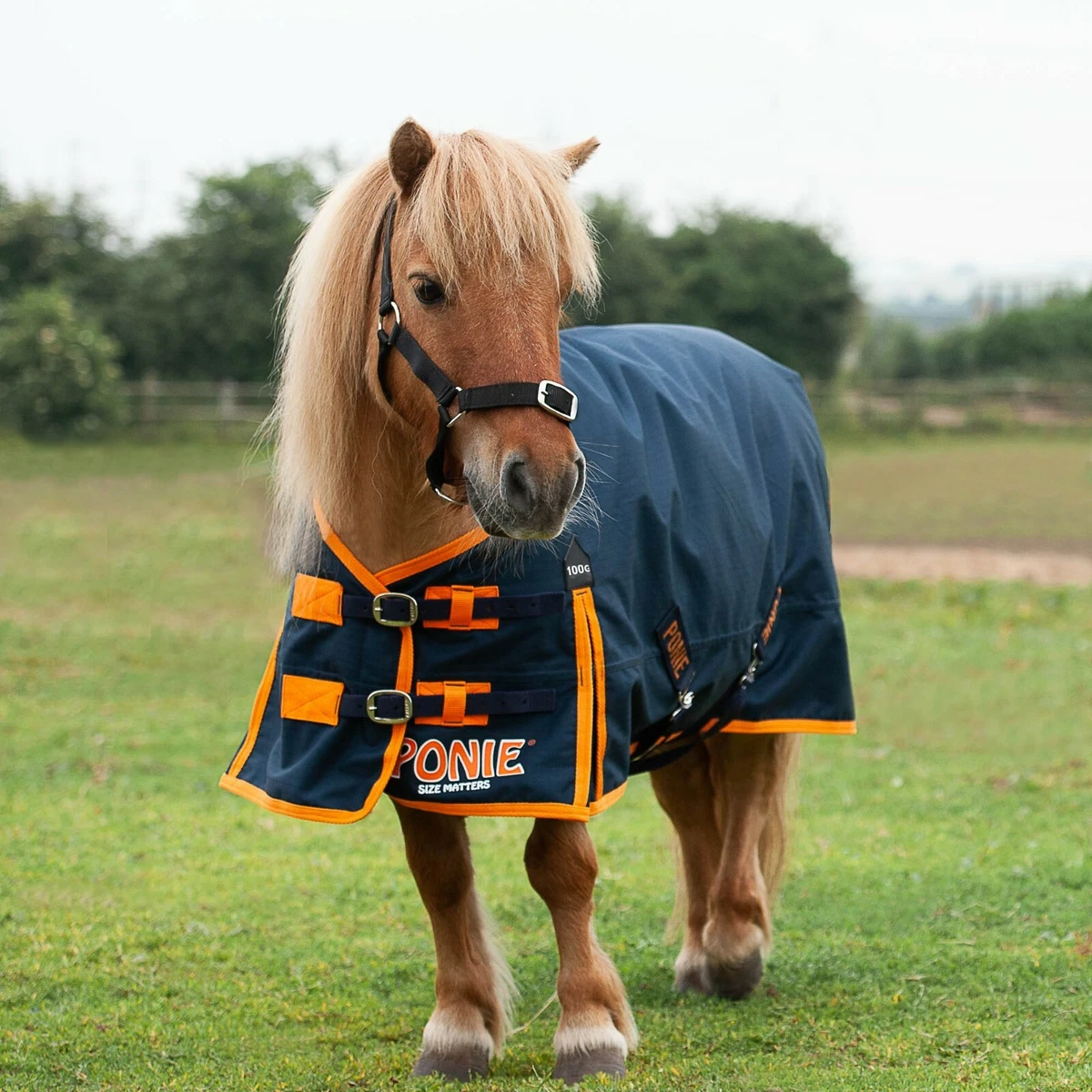Shetland Pony Turnout Rugs | Bryont Blog